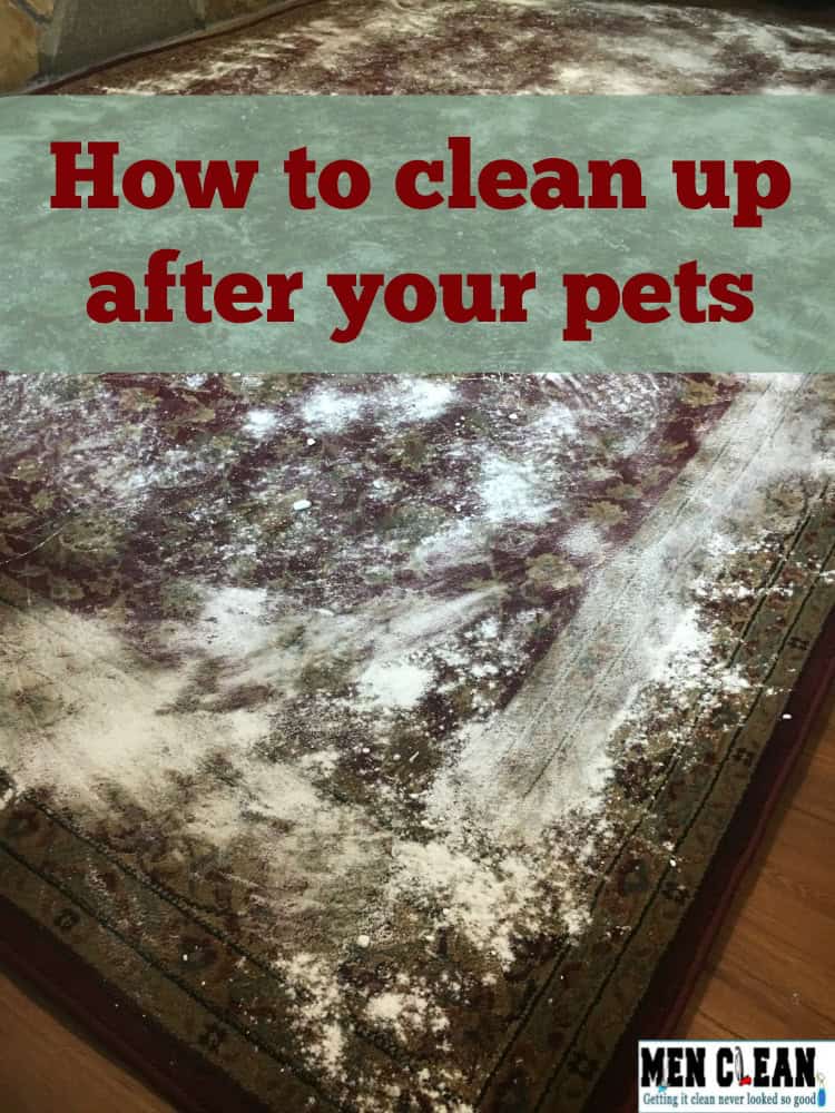 How to clean up from your pets